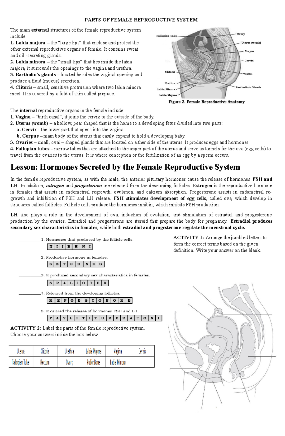 Female repro - PARTS OF FEMALE REPRODUCTIVE SYSTEM The main external ...