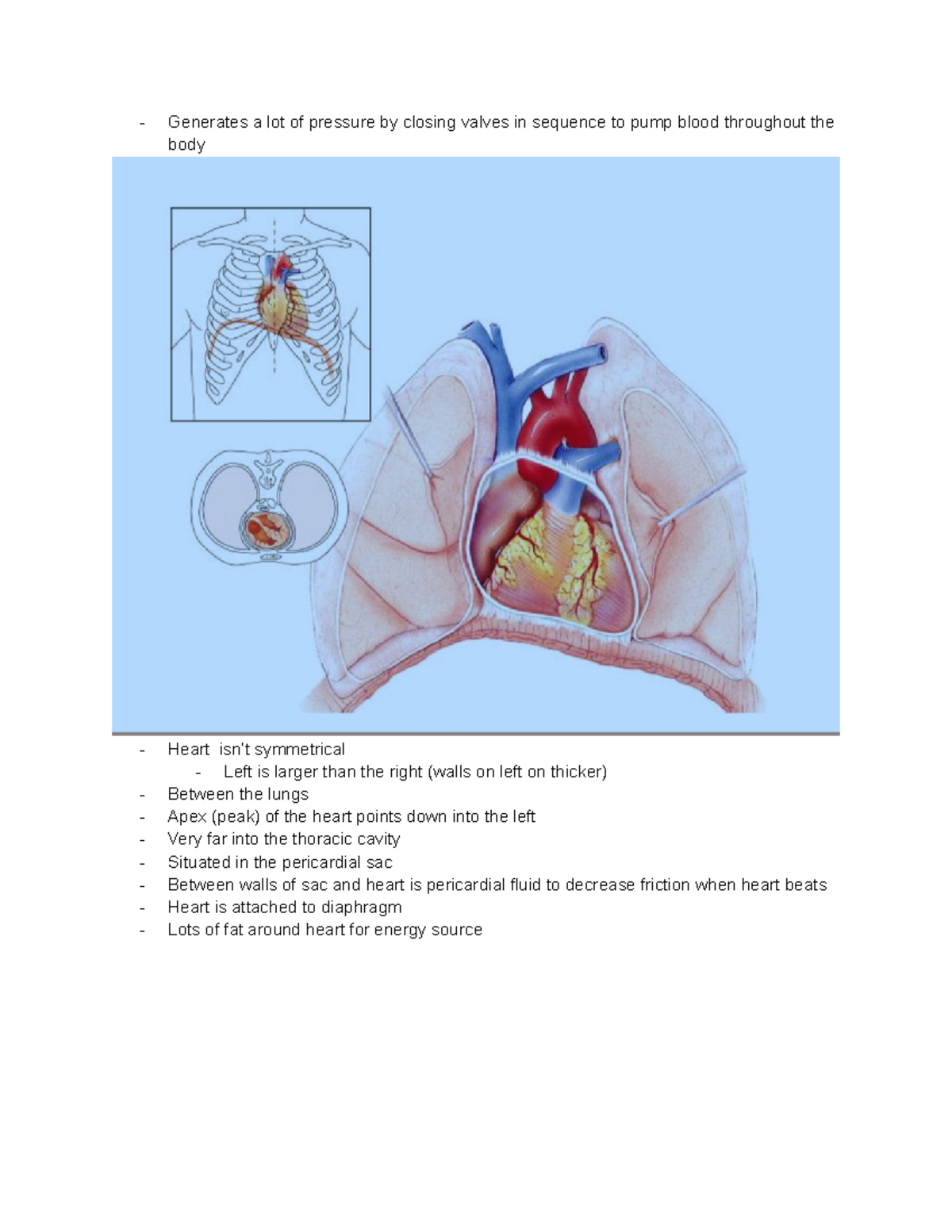 The Heart - Lecture notes - Generates a lot of pressure by closing ...