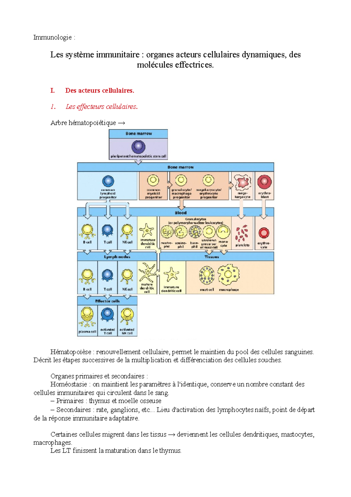 2. Organes lymphoïdes - Immunologie : Les système immunitaire : organes ...