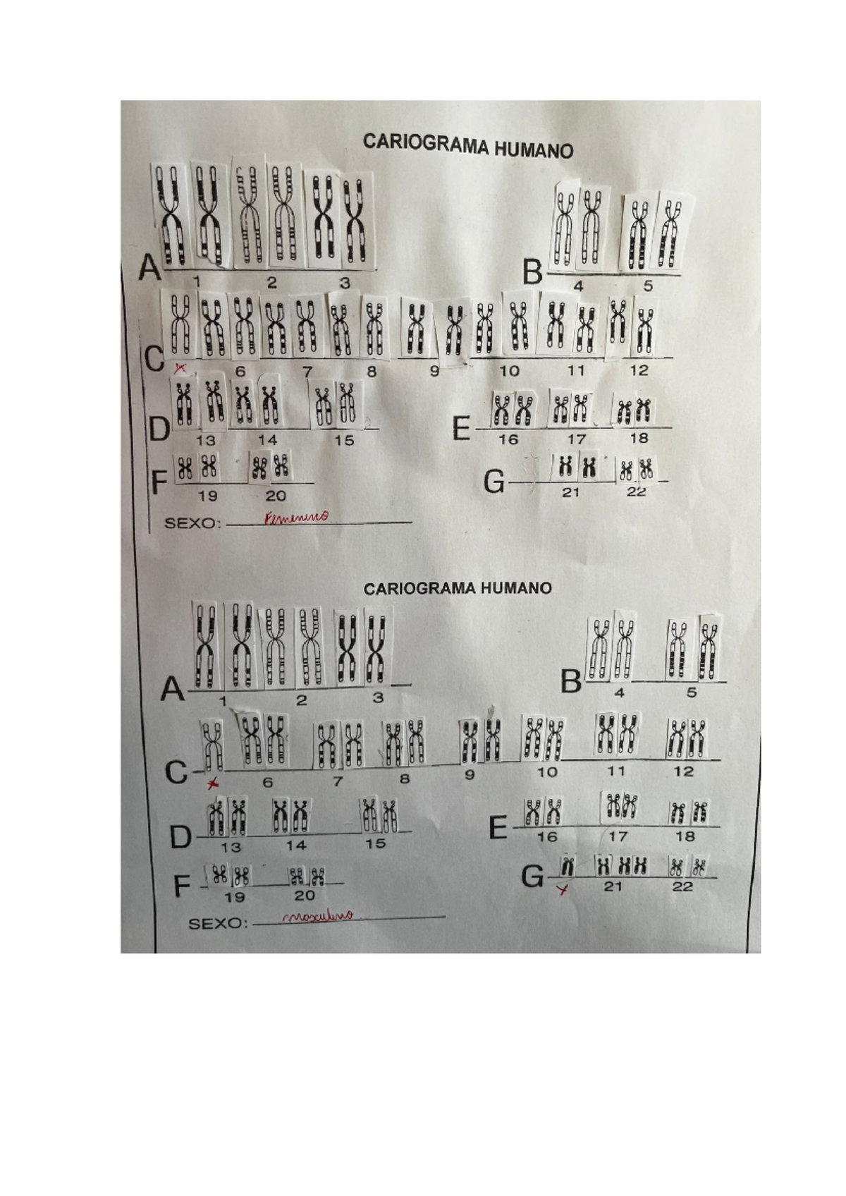 Practica Cariotipo - Genetica General - CARIOGRAMA HUMANO A B 1 2 3 4 5 ...