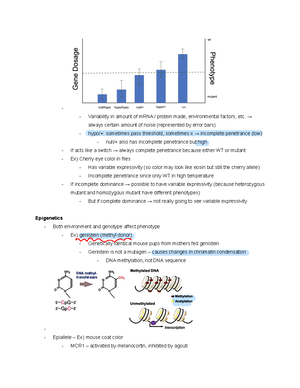 Muller's Morphs - Fall 2022, Professor Gallagher - Fuse sperm nucleus ...