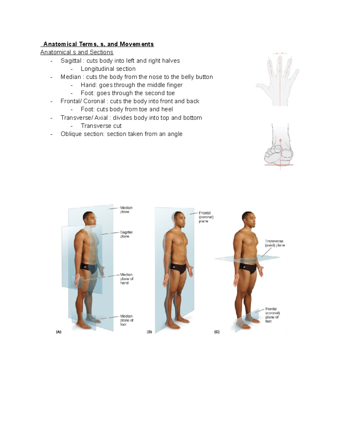 Week 1 - Anatomy notes - Anatomical Terms, s, and Movements Anatomical ...