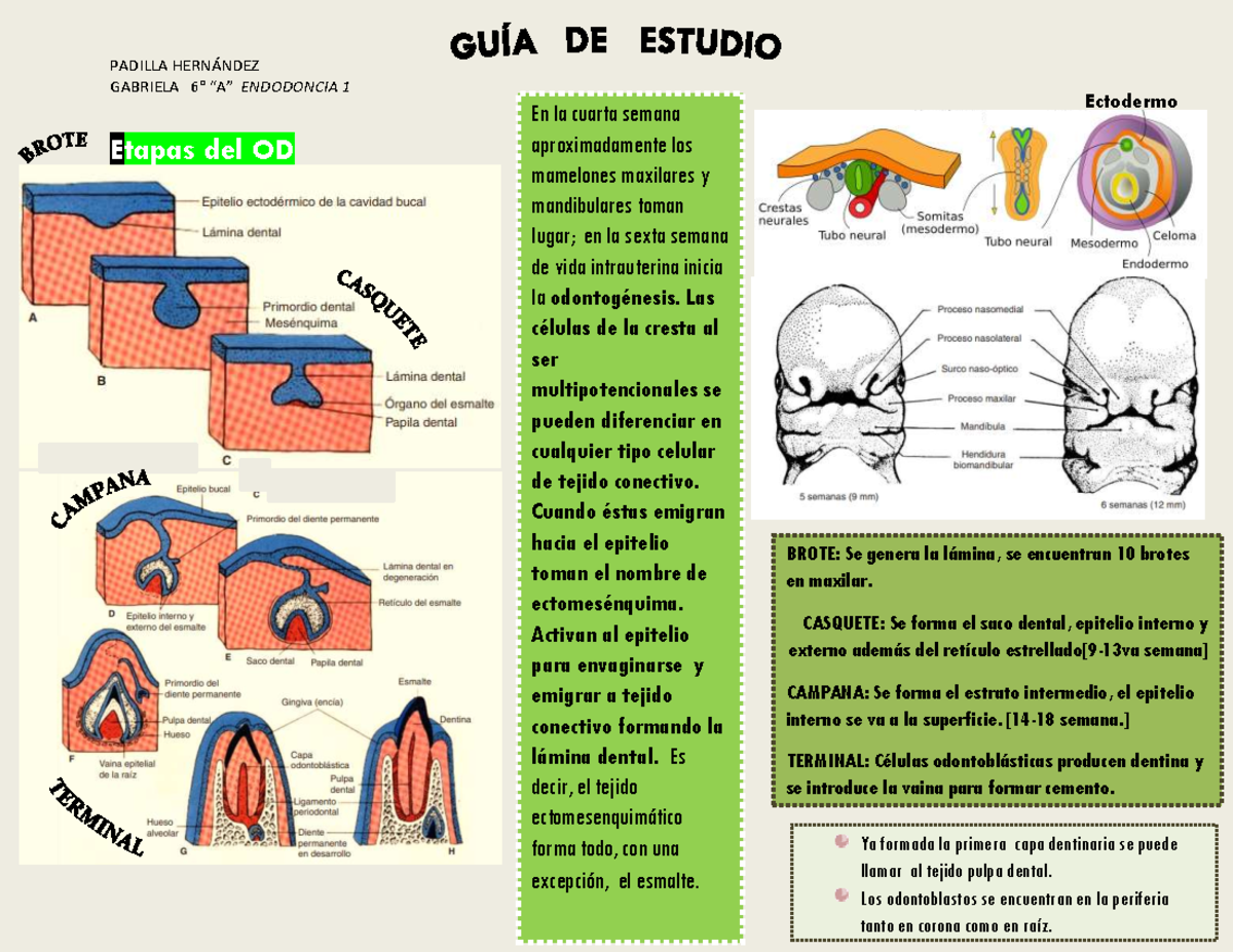 Manual endodoncia - GABRIELA 6° “A” ENDODONCIA 1 Etapas del OD ...