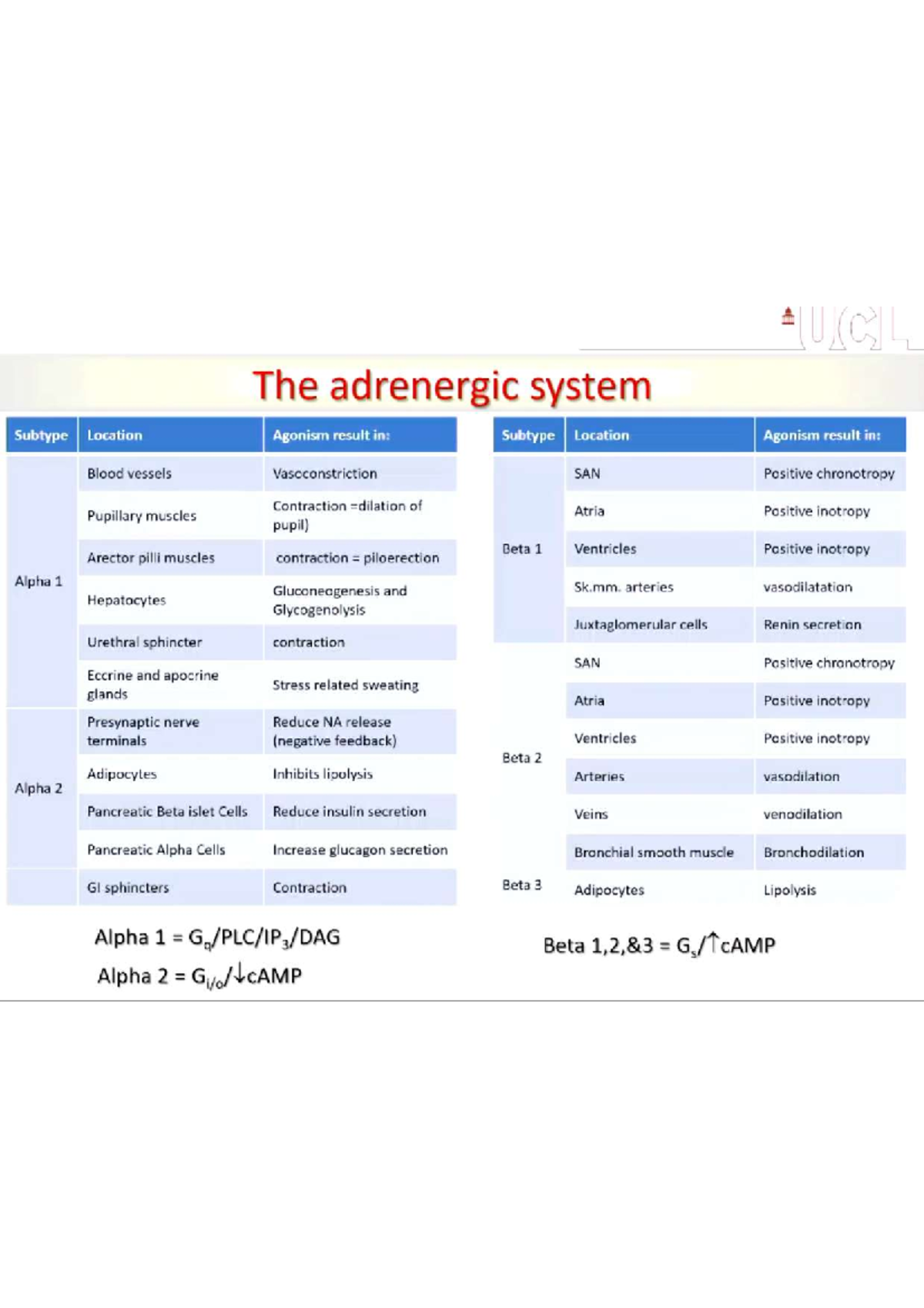 adrenal receptor table - A USCL The adrenergic system Subtype Location ...