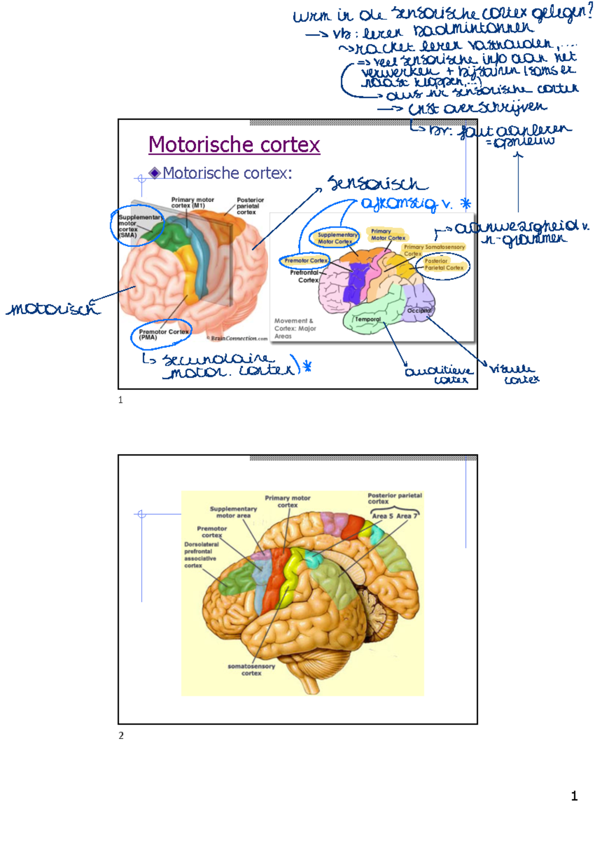 motorcortex neuro - Motorische cortex Motorische cortex: 1 2 wrm in de sensorischecortexgelegen ...