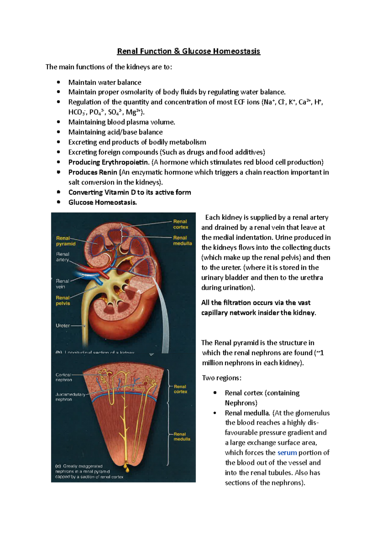Renal Function (17) - Lecture notes 17 - Renal Function & Glucose ...