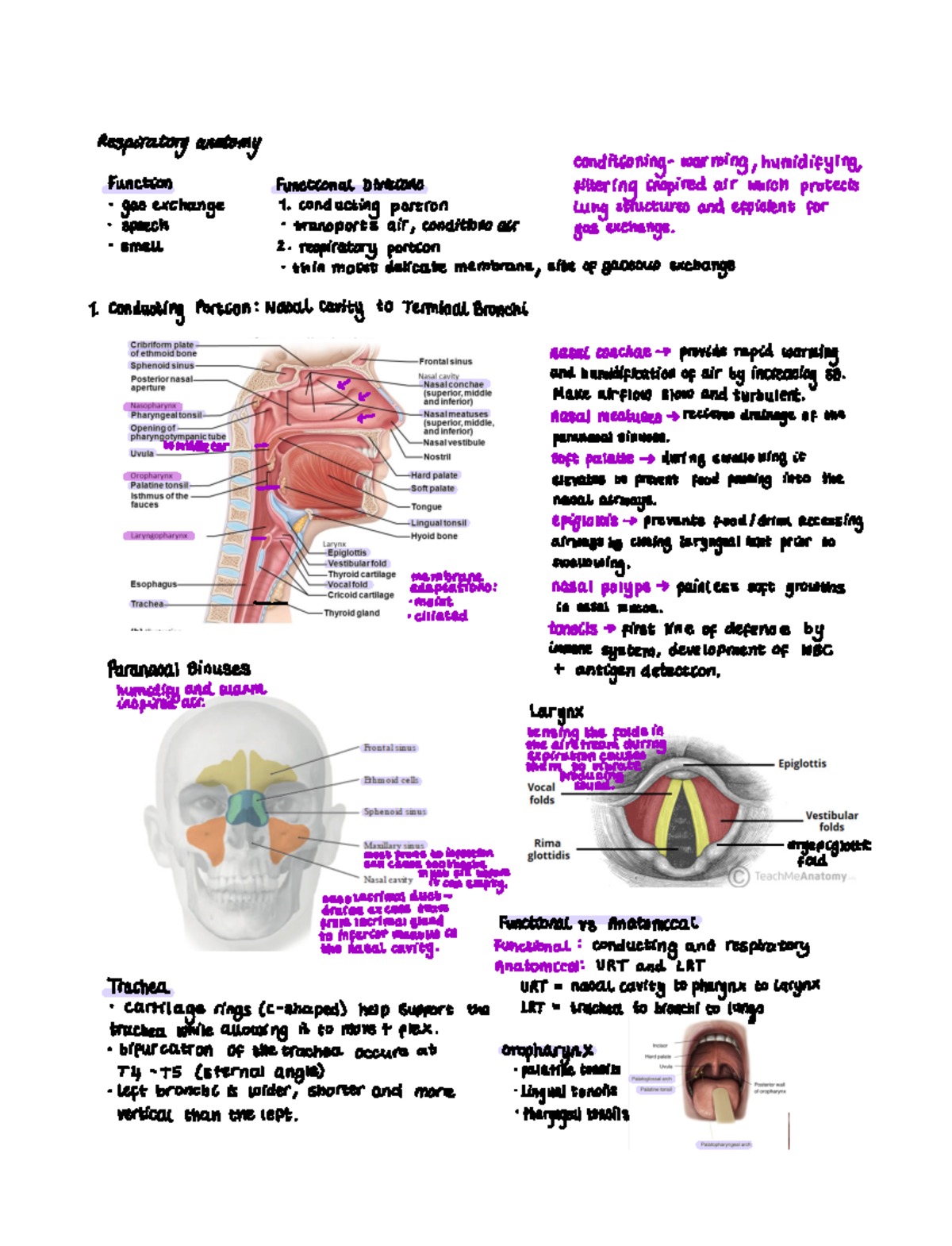 Note 27 Sep 2022 - Body systems respiratory notes - MEDI1220 - Studocu