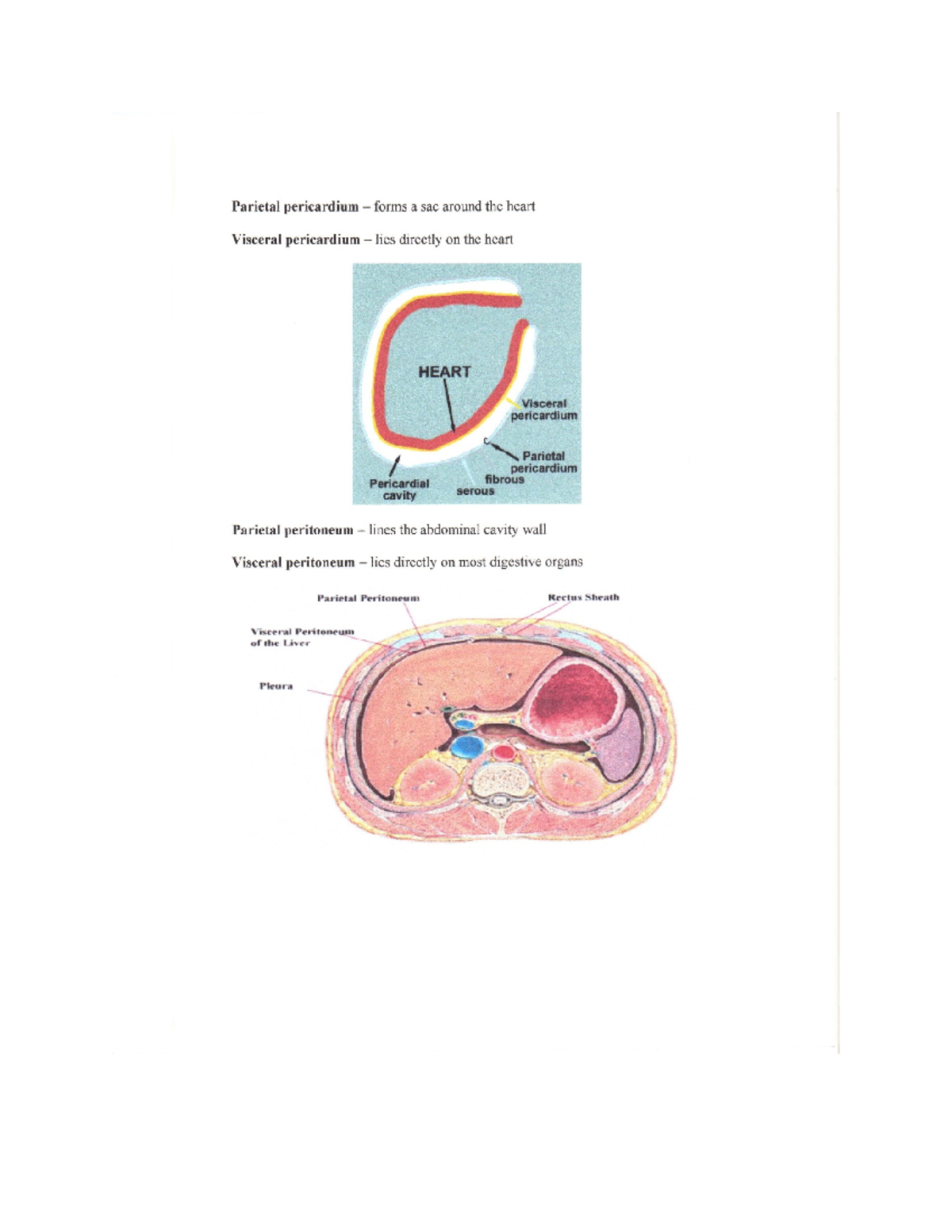 Lab Tissues - BIOL-1308 - Studocu