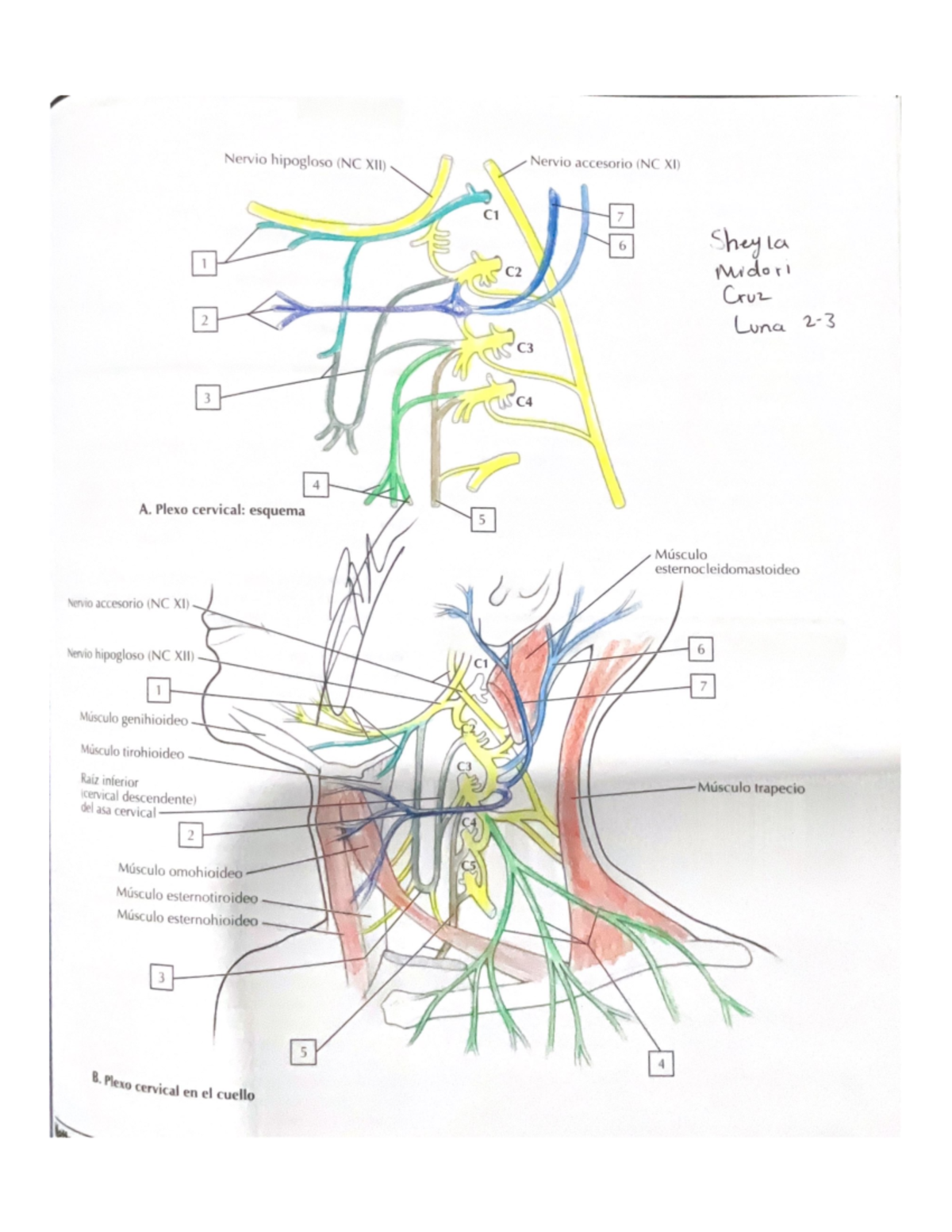 Plexo Cervical - Lámina netter - Anatomía de cabeza y cuello - Studocu