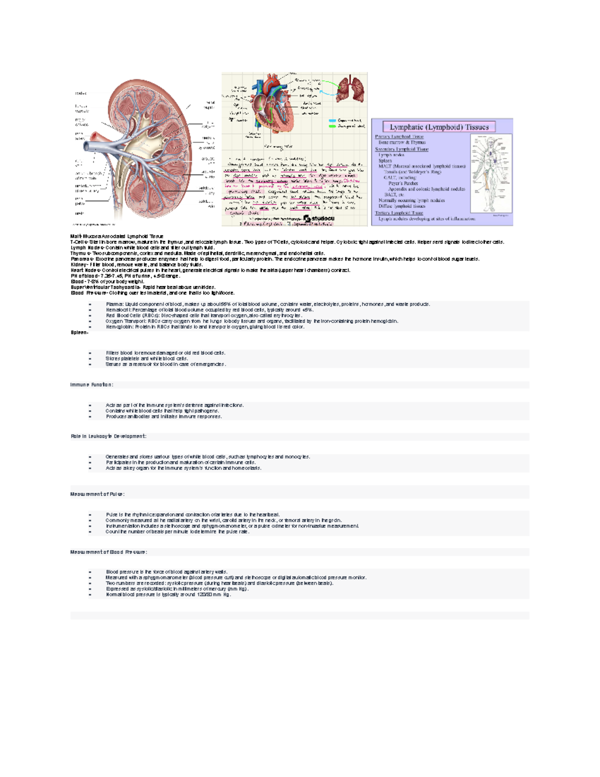 Human Anatomy and Physiology Cheat Sheet - Malt- Mucosa Associated ...