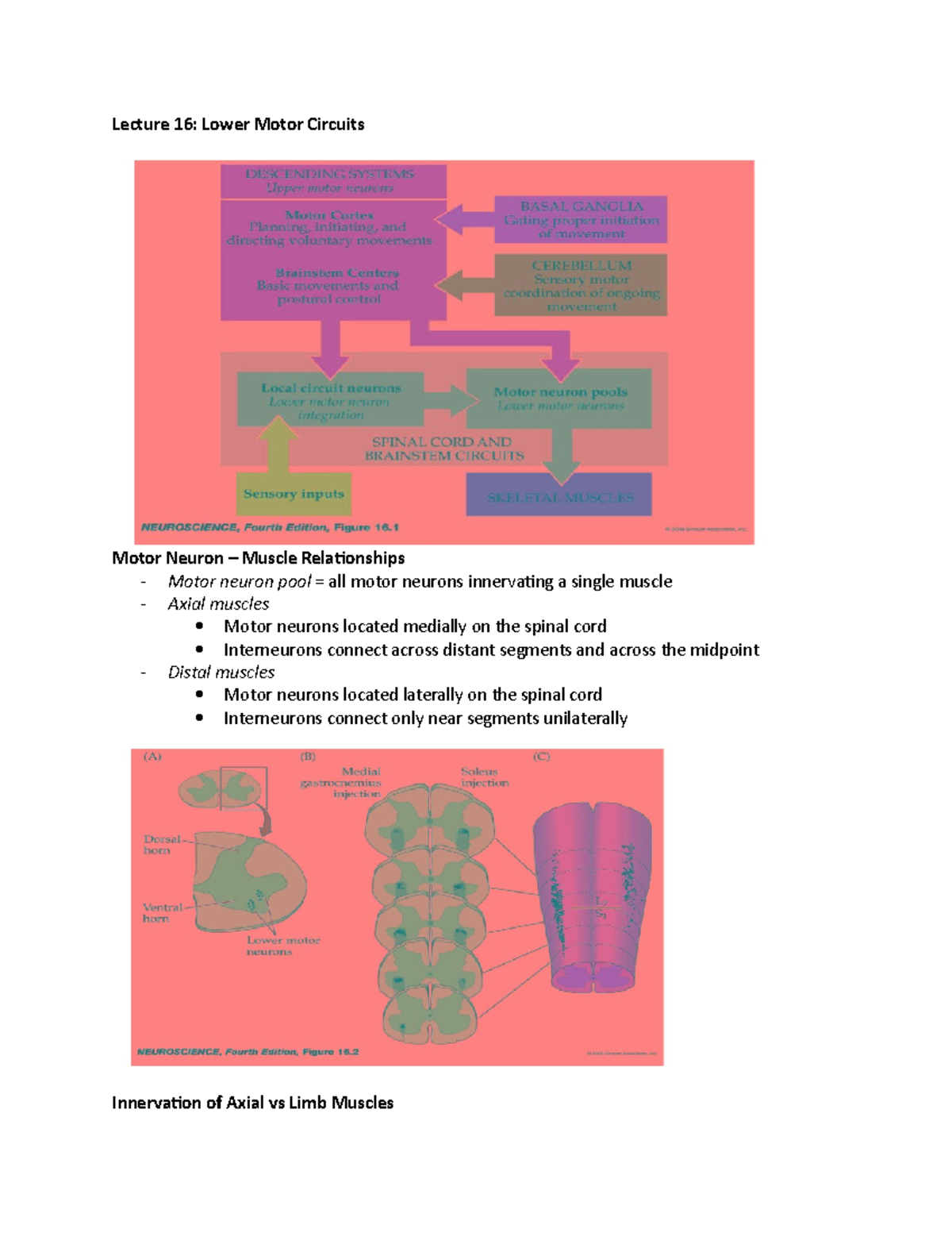 Lecture 16 Notes - Lecture 16: Lower Motor Circuits Motor Neuron ...