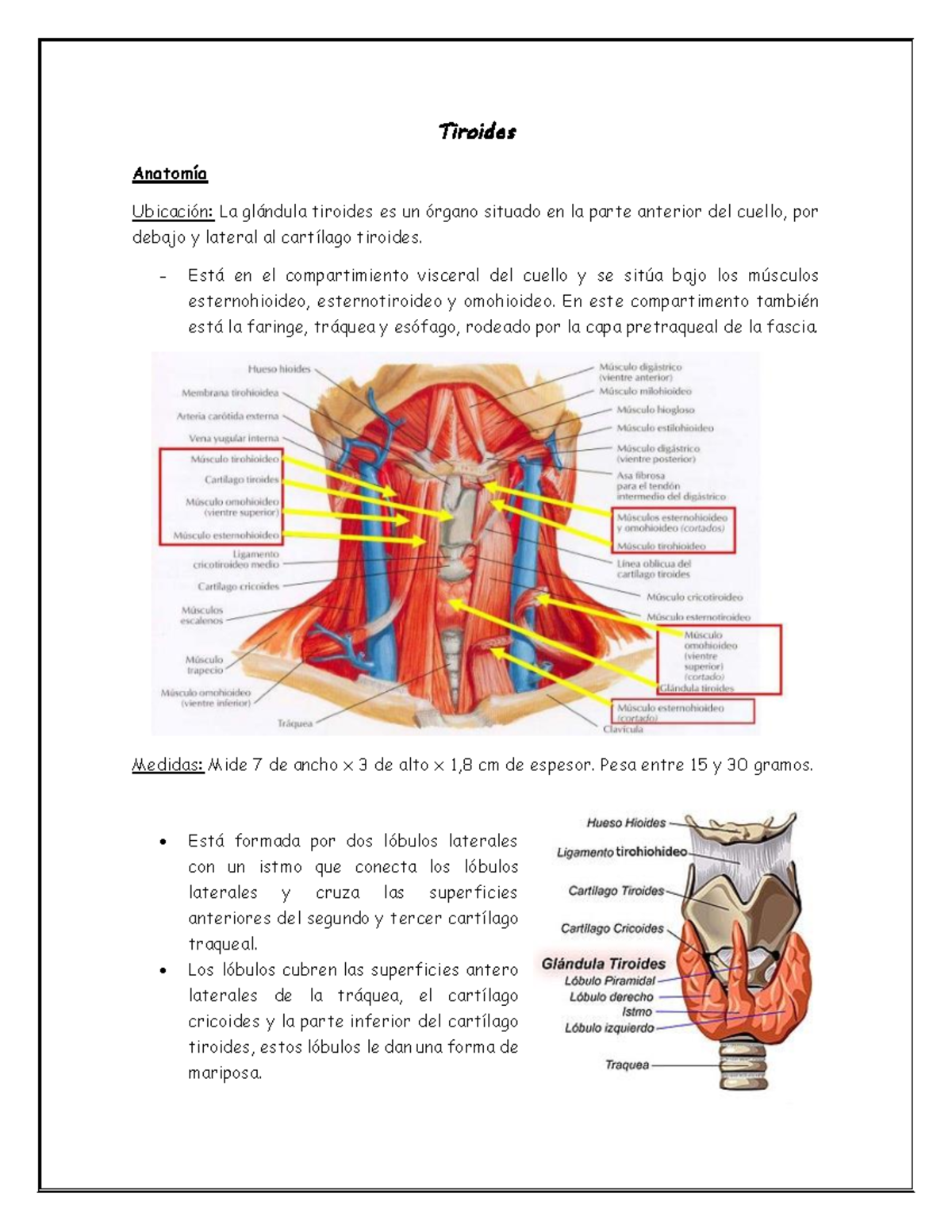 Tiroides - Tiroides Anatomía Ubicación: La glándula tiroides es un ...