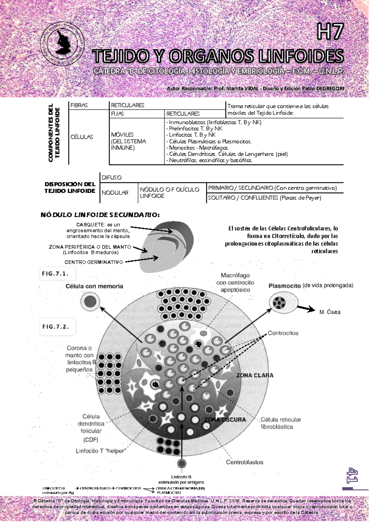 H7 - Tejido Y Organos Linfoides - CÁTEDRA "B" DE CITOLOGÍA, HISTOLOGÍA ...