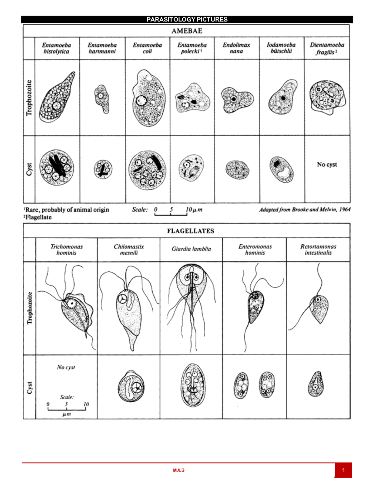 Parasitology-Pictures - BS MedTech - PARASITOLOGY PICTURES Source: cych ...