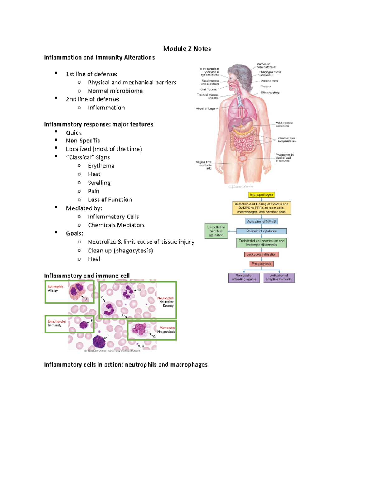 Module 2 Test - Module 2 Notes Inflammation and Immunity Alterations ...