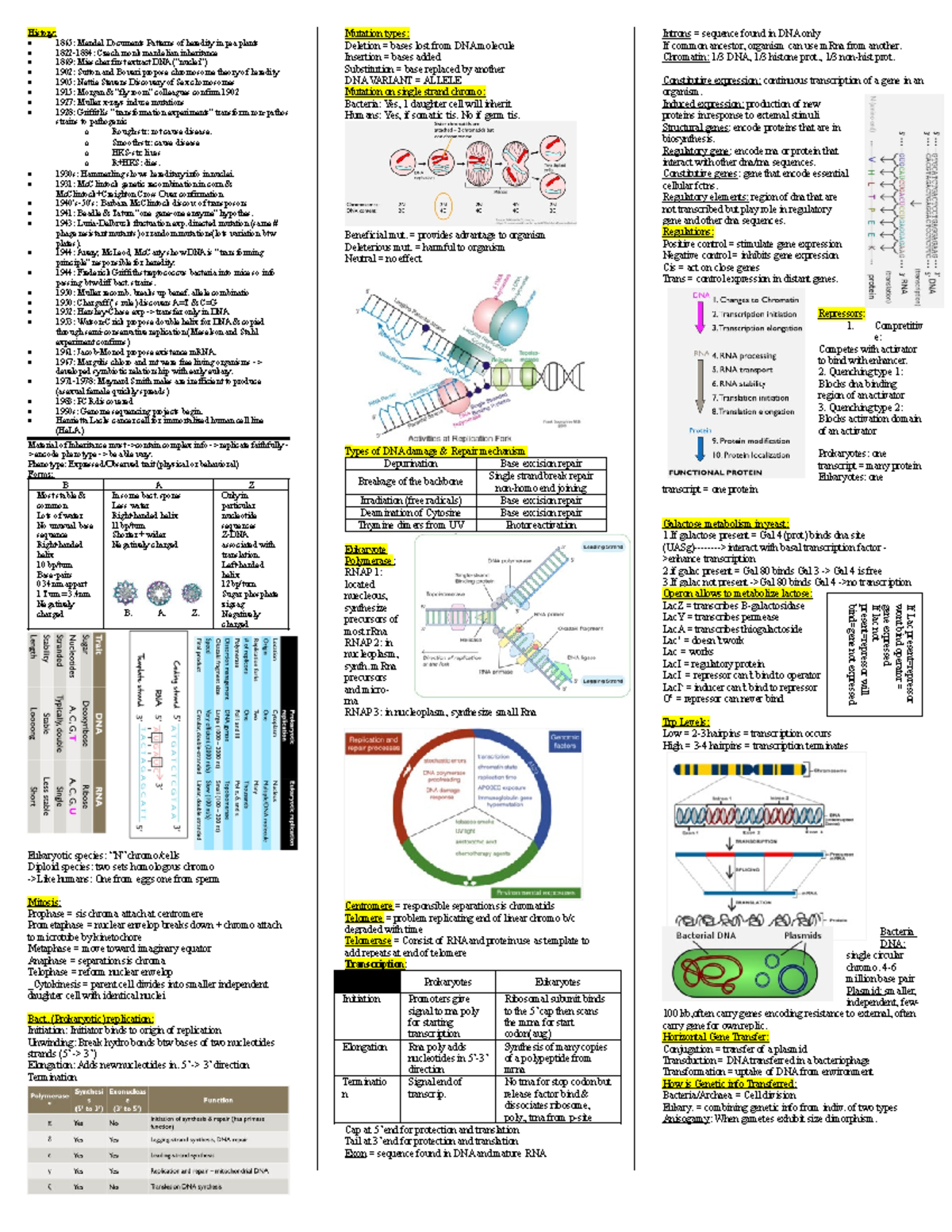 Cheat Sheet Genetics Final - History: 1865: Mendel Documents Patterns ...