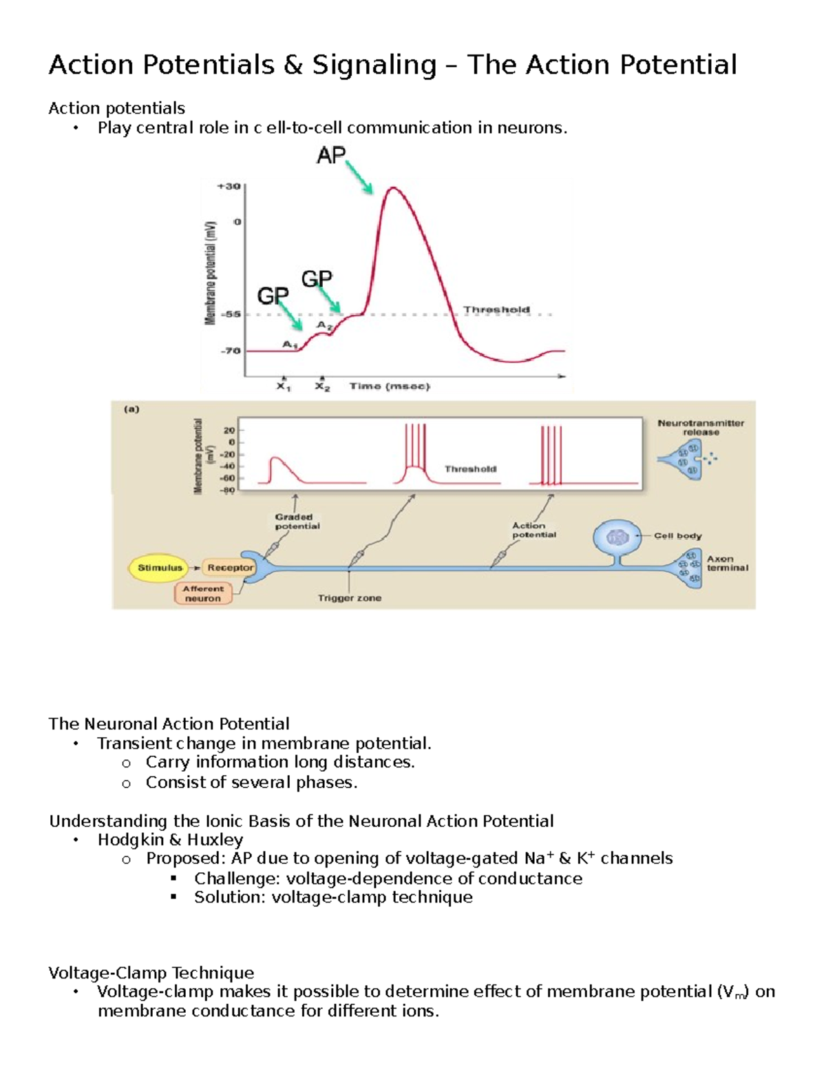 The Action Potential - Action Potentials & Signaling – The Action ...