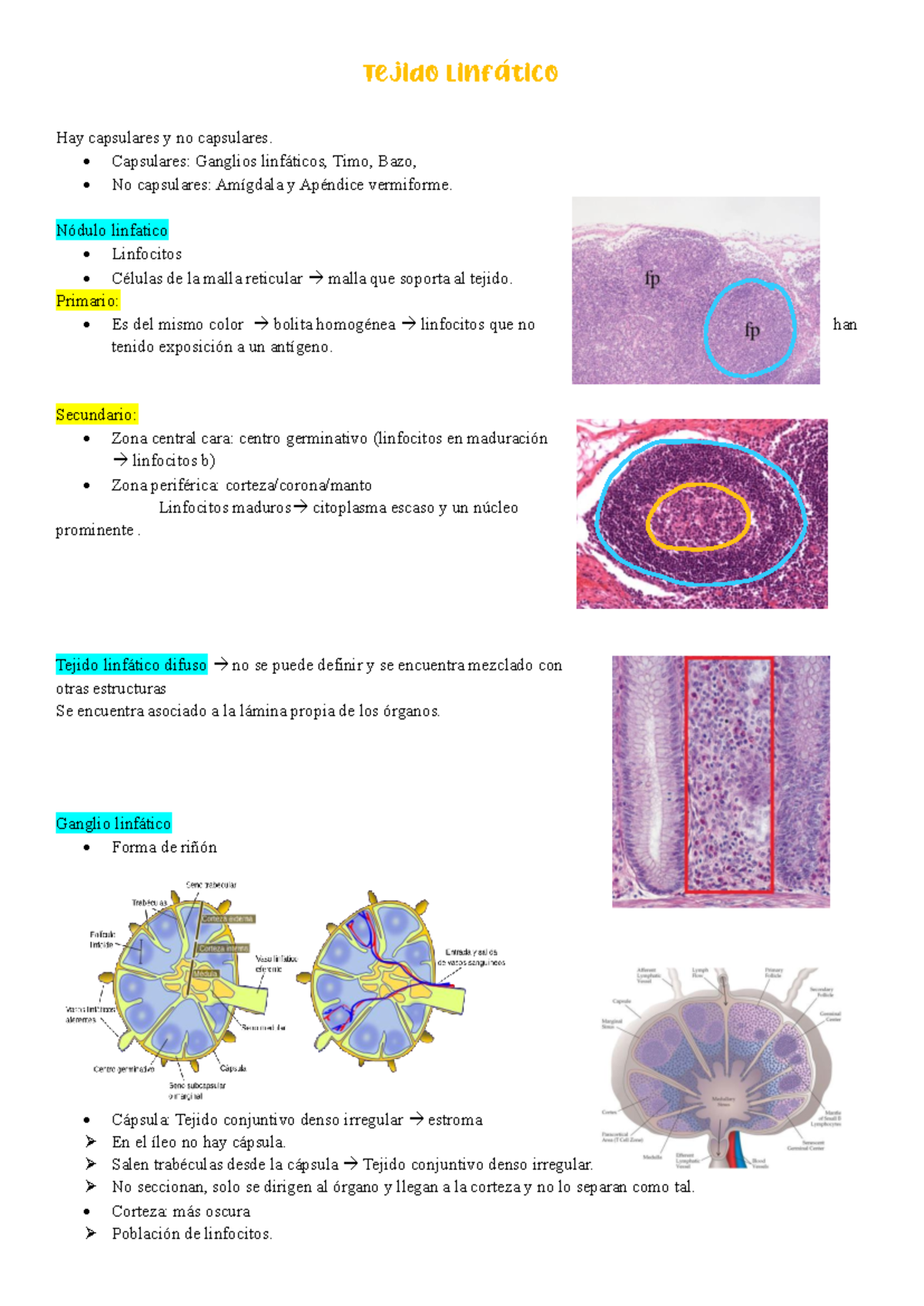 Tejido linfático micro II - Tejido linfático Hay capsulares y no ...