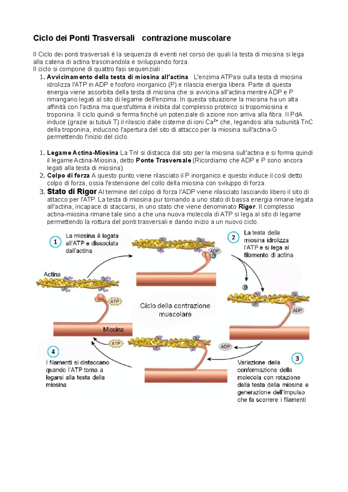 Contrazione Muscolare - Ciclo dei Ponti Trasversali contrazione ...