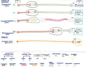 Autonomic Nervous System Video Worksheet - Autonomic Nervous System ...