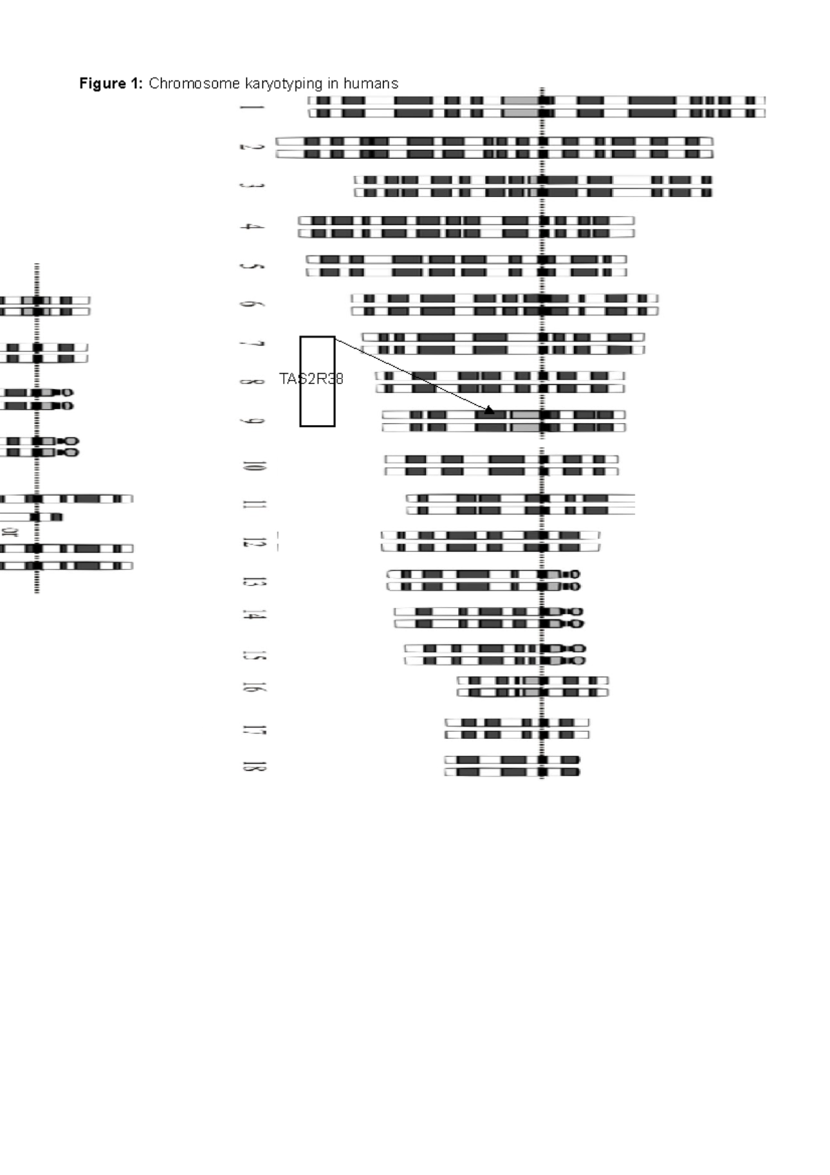 Prac 9 Worksheet - Figure 1: Chromosome karyotyping in humans TAS2R ...