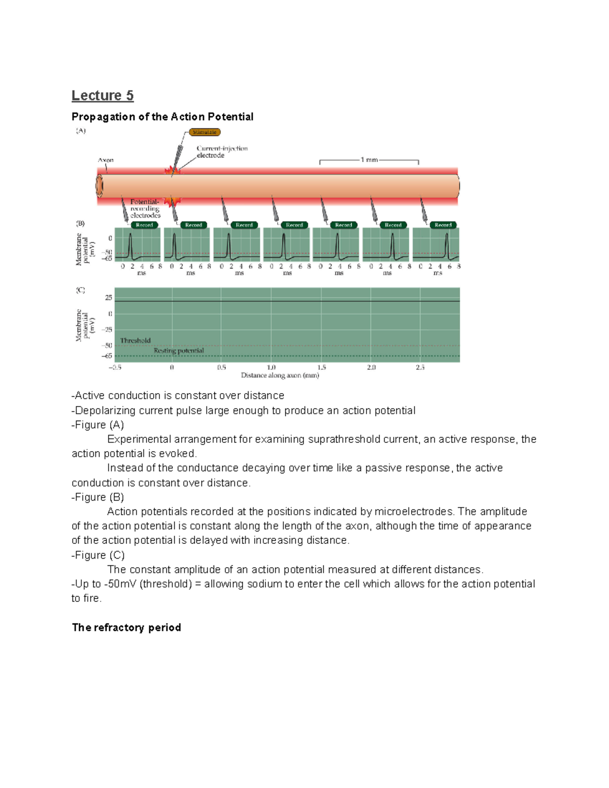 BISC 421 Exam #1 Lec. 5-8 - Lecture 5 Propagation of the Action ...
