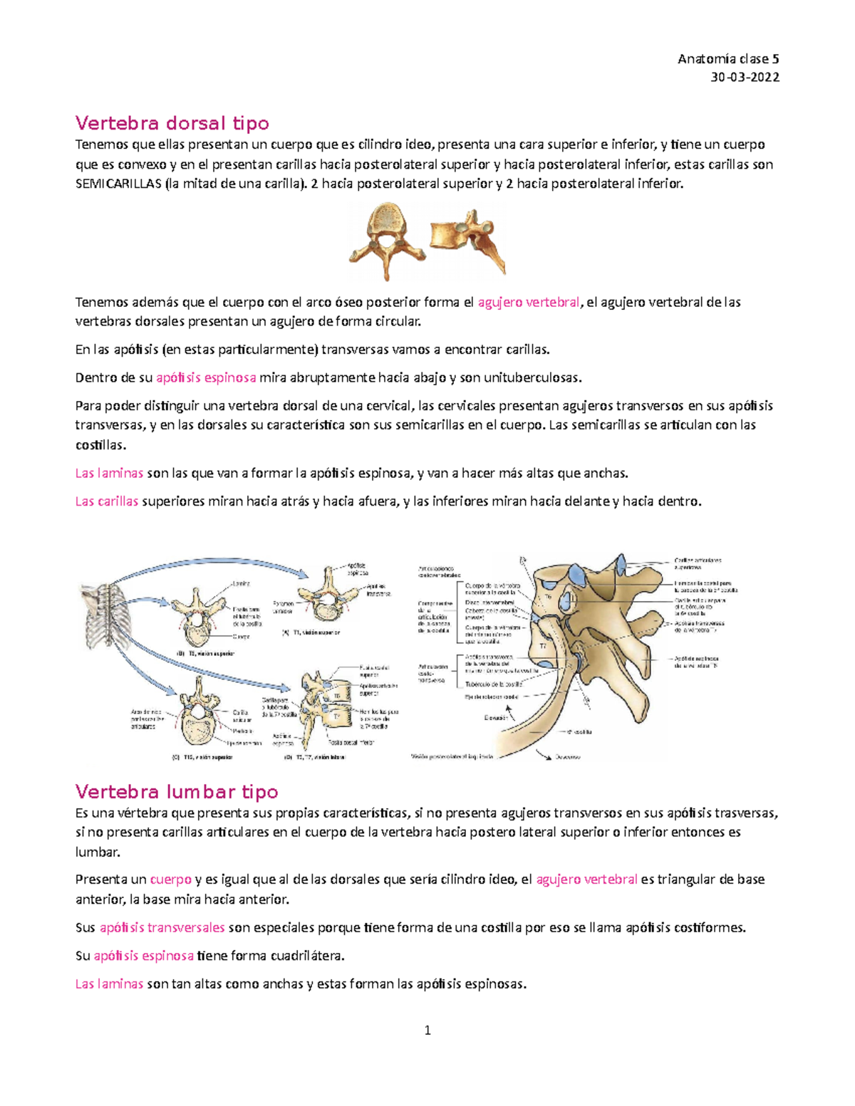 Anatomía clase 5 (torax - vertebras) - 30-03- Vertebra dorsal tipo ...