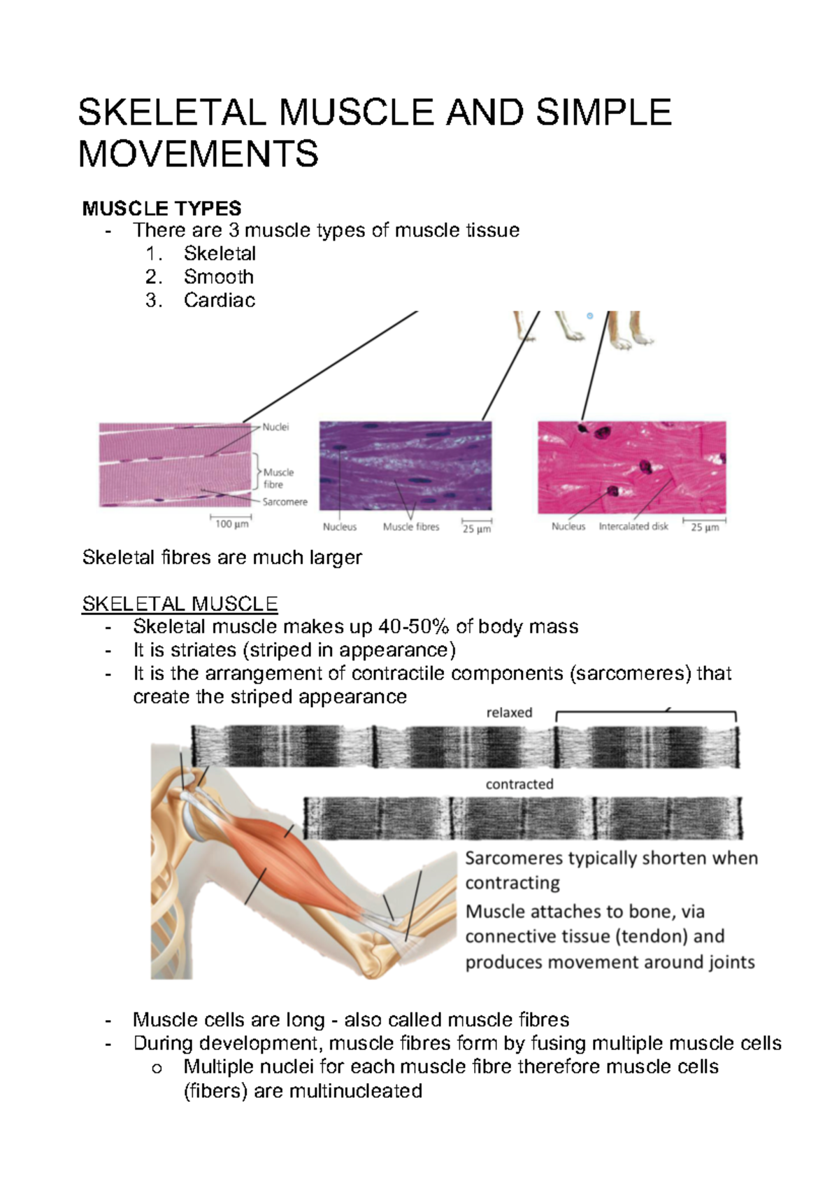 Skeletal Muscle AND Simple Movements (L5) - MUSCLE TYPES There are 3 ...