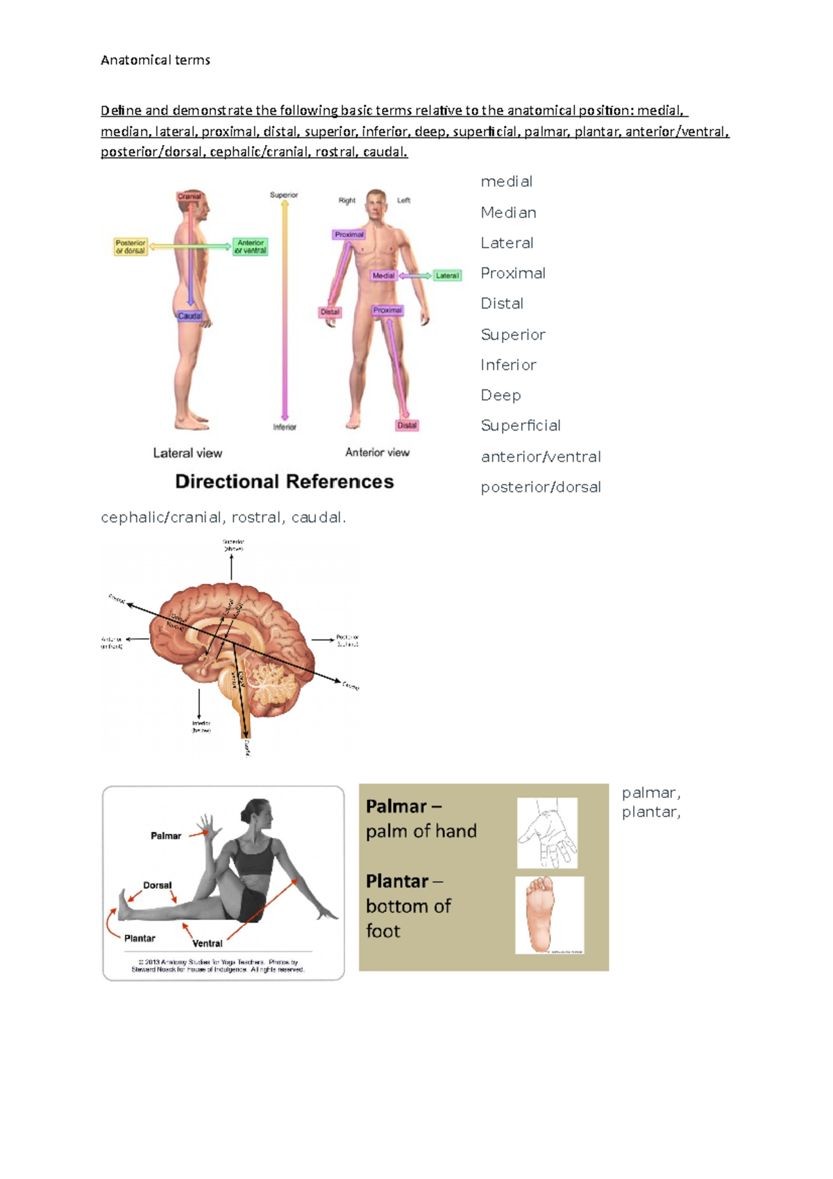Anatomical Position Terms Anatomical Positions & Directional Terms