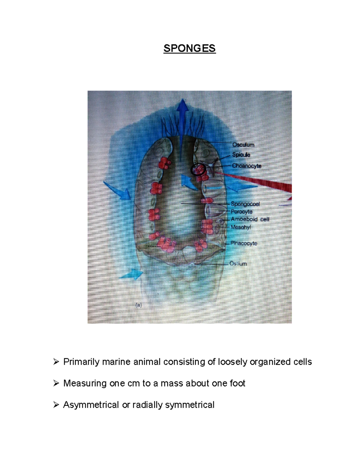 2. Sponges - SPONGES Primarily marine animal consisting of loosely ...