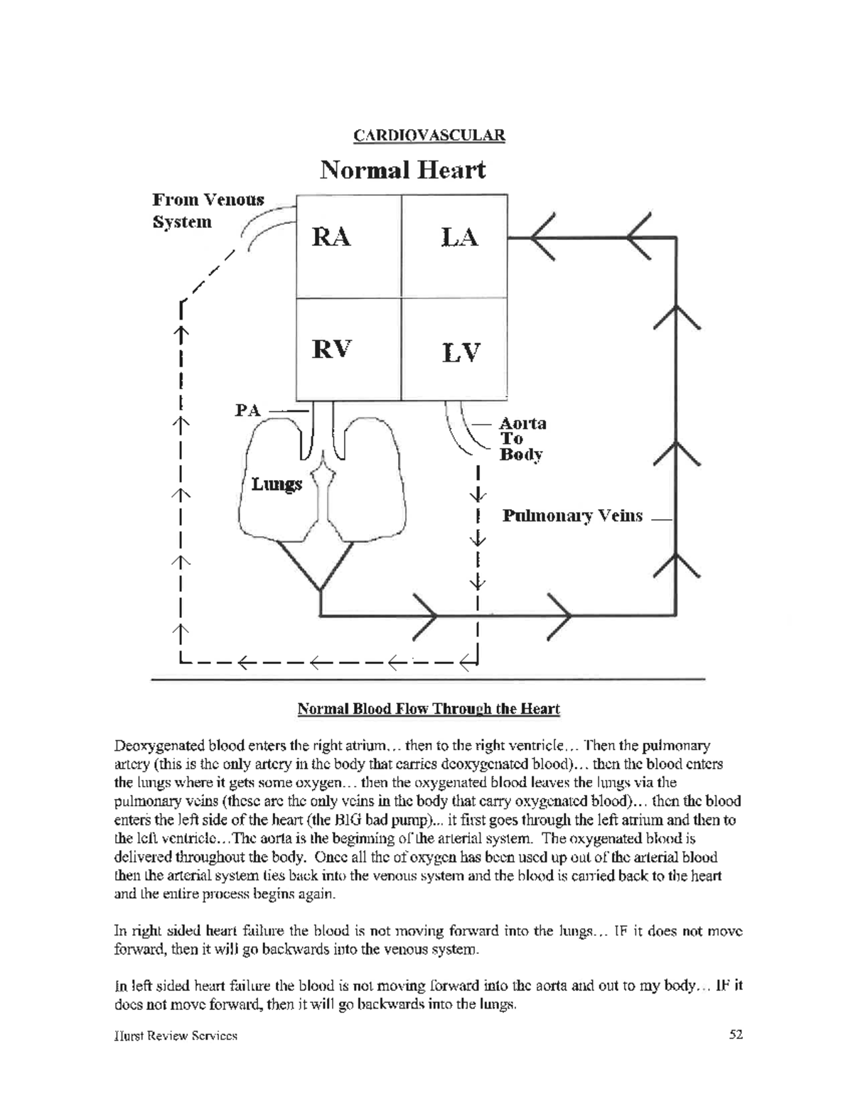 Blood flow - CARDIOVASCULAR Normal Heart From Venous System RA LA RV LV ...