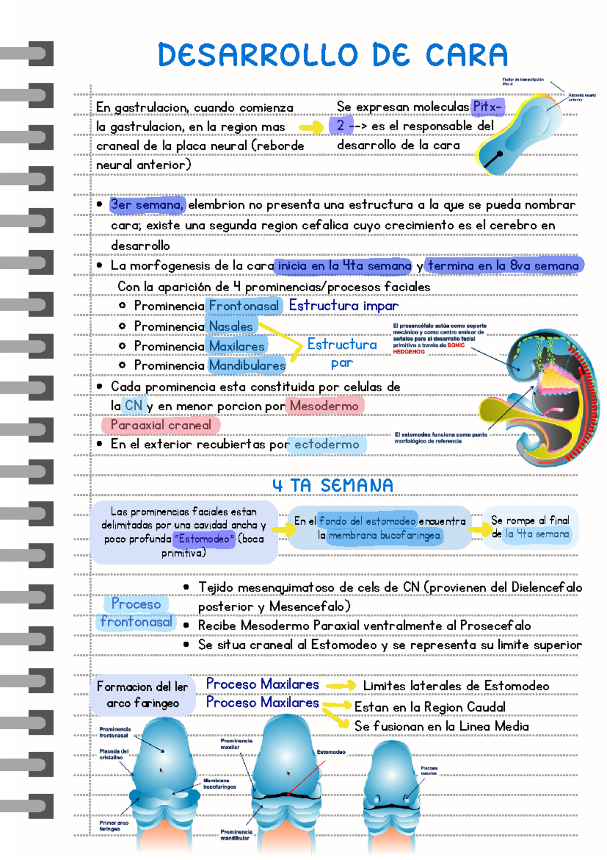 Cara y Paladar AMBH - ... - DESARROLLO DE CARA Con la aparición de 4 ...