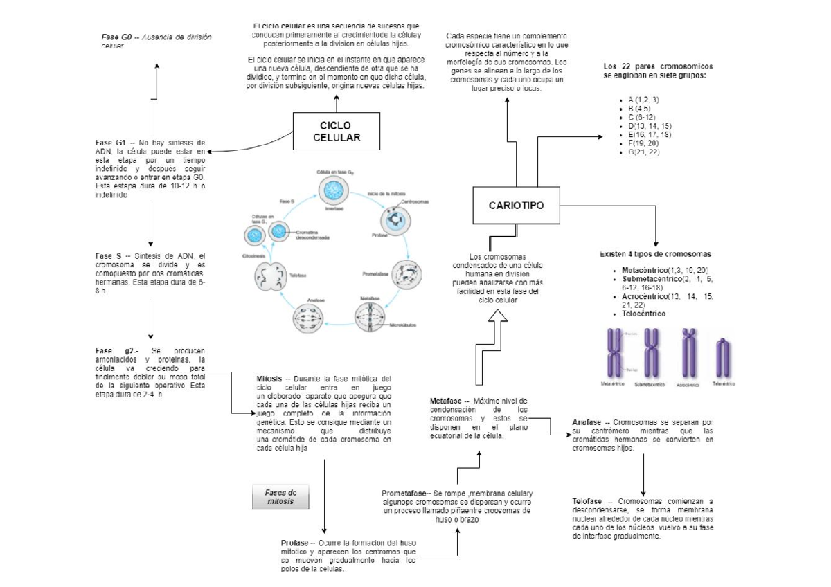 Ciclo celular y genoma nuclear - Genetica - Studocu