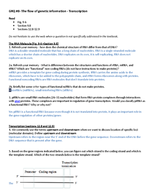 BIO220 Exam 2 Cheat Sheet -Transcription: DNA to RNA Translation: RNA ...