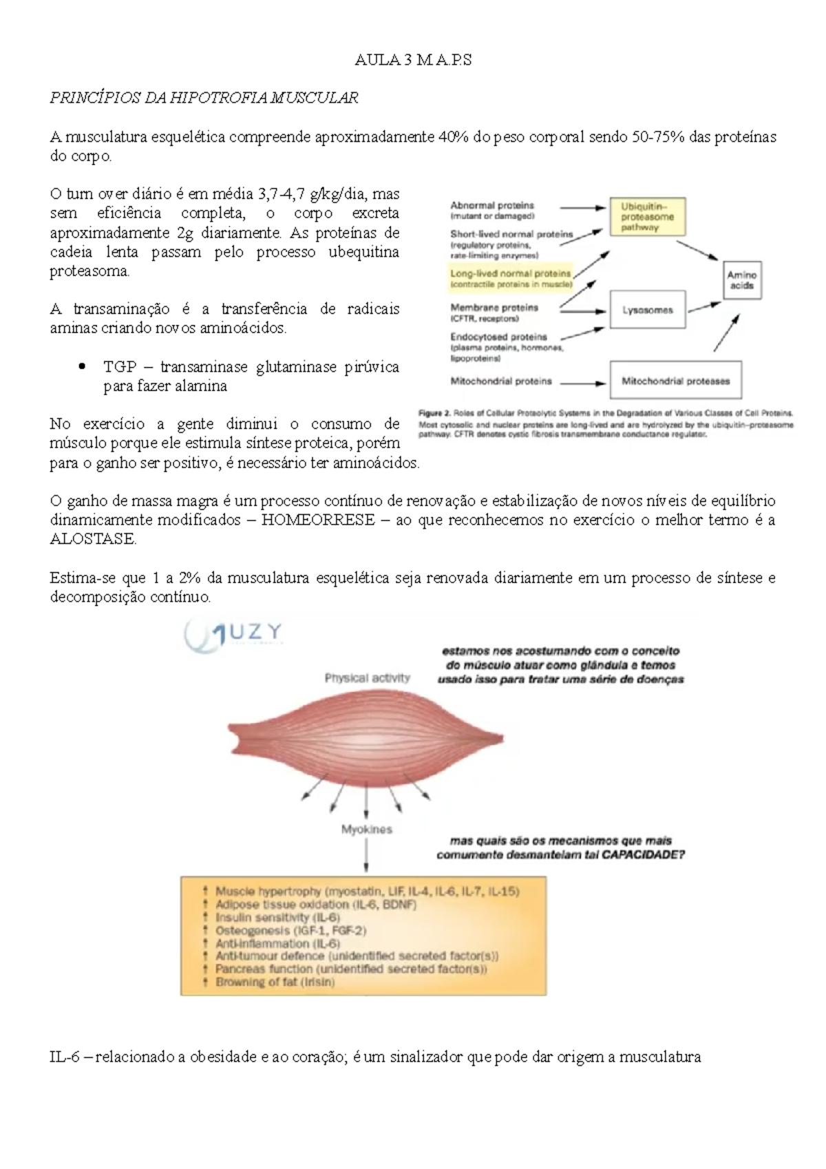 MAPS 3 - AULA 3 M.A.P PRINCÍPIOS DA HIPOTROFIA MUSCULAR A musculatura ...
