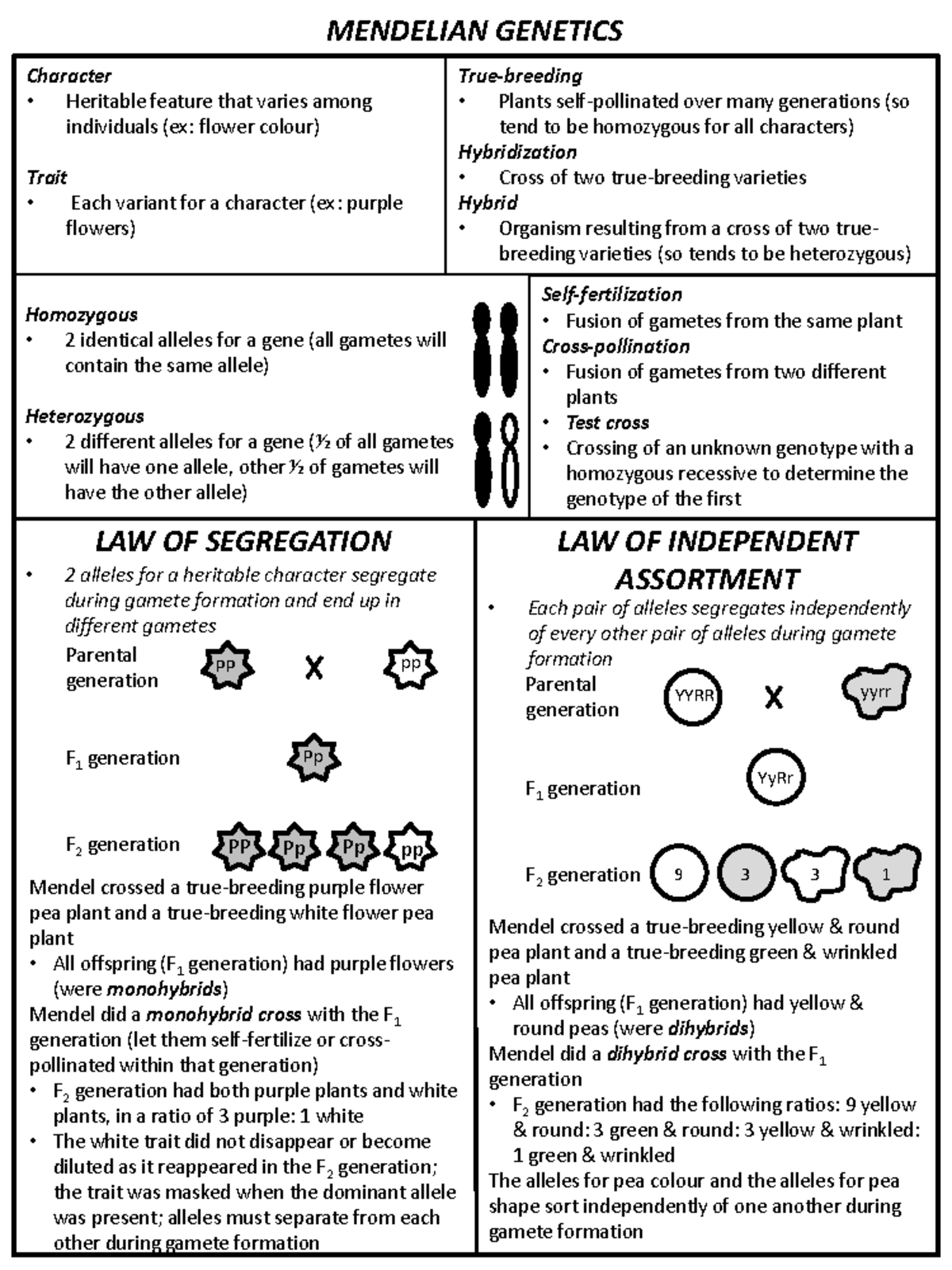 A20 Review class 2 Mendel handout - LAW OF INDEPENDENT ASSORTMENT LAW ...