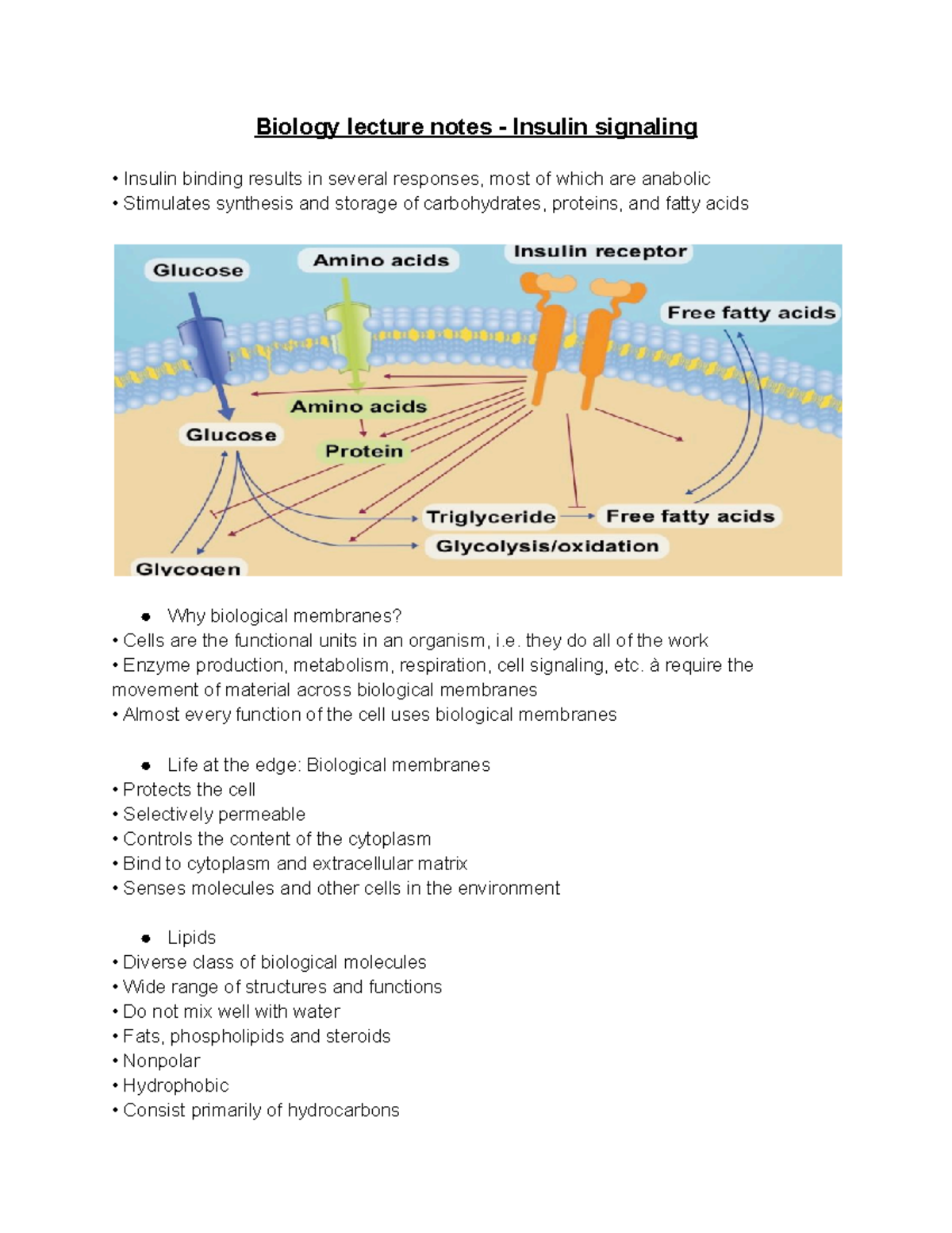 Biology lecture notes - Insulin signaling - they do all of the work ...