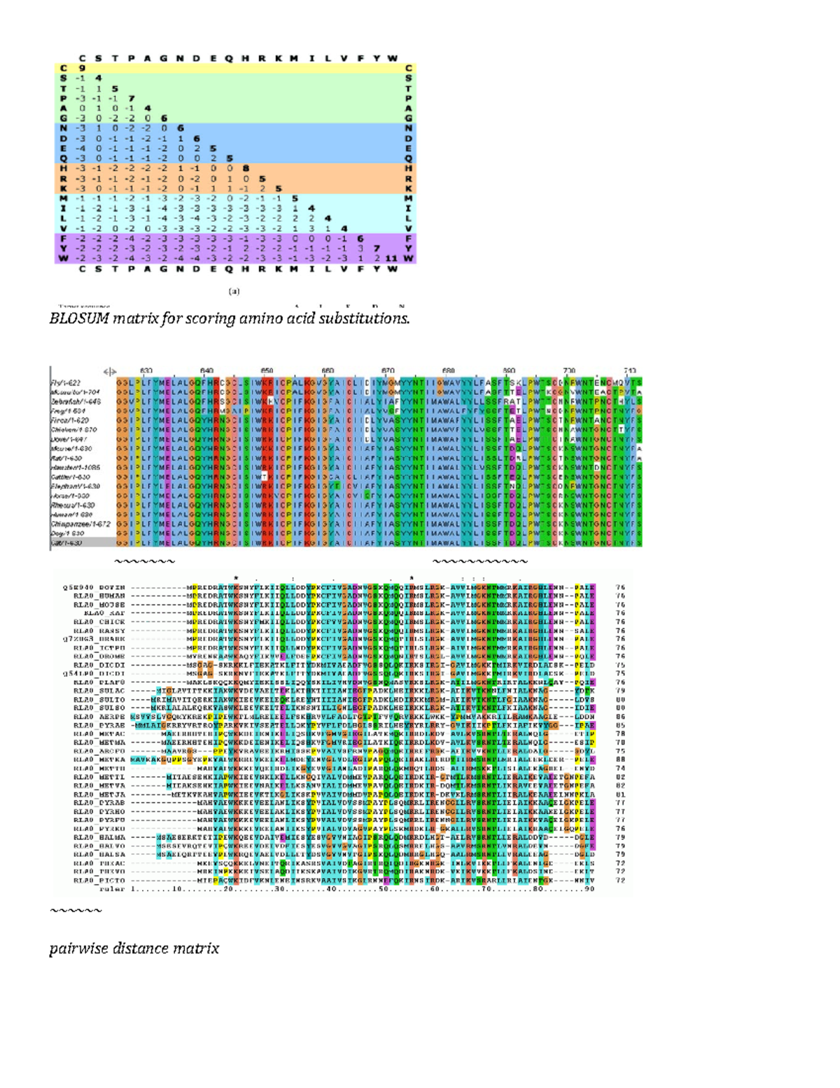 Lecutre 10 Visuals Lecture Notes Blosum Matrix For Scoring Amino Acid Substitutions