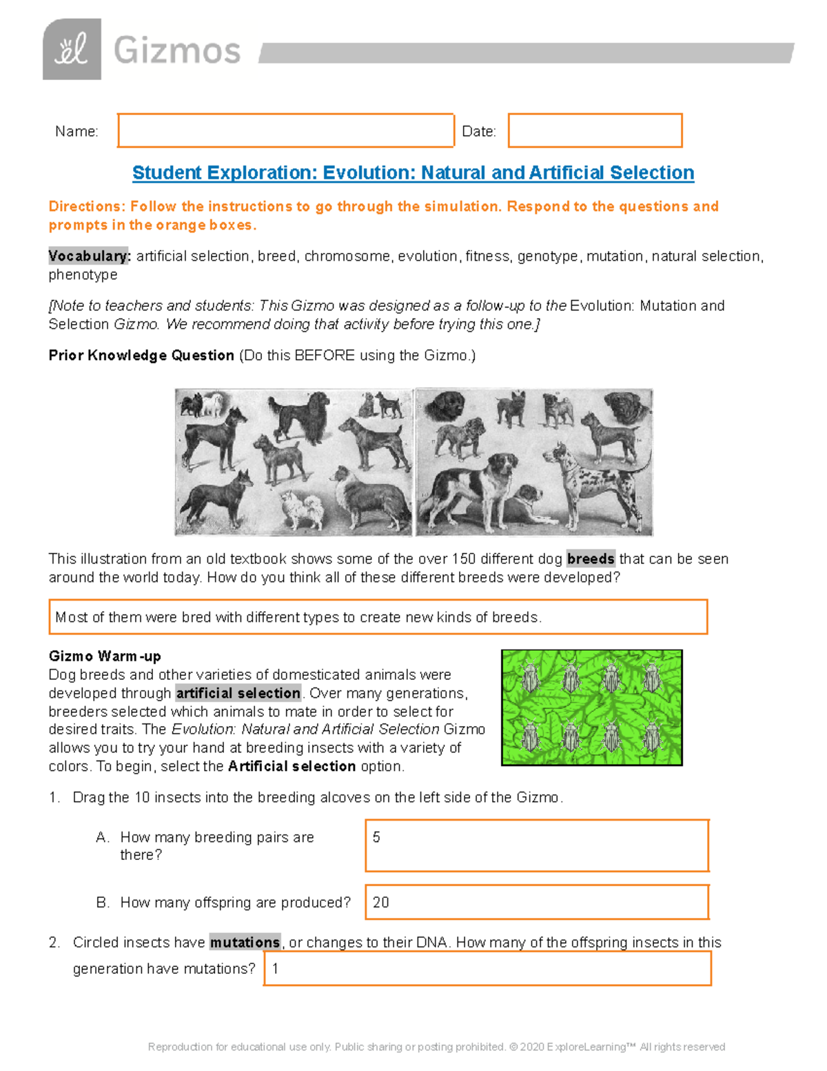 Student Exploration Evolution Natural and Artificial Selection - Name ...