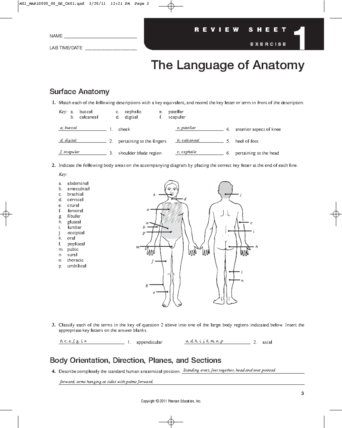 Anaphy Lab #1 Activity - 3 Surface Anatomy 1. Match each of the ...