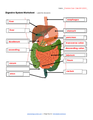 Digestive System, metabolism ch 24 - BIOS 2320 - MCC - Studocu