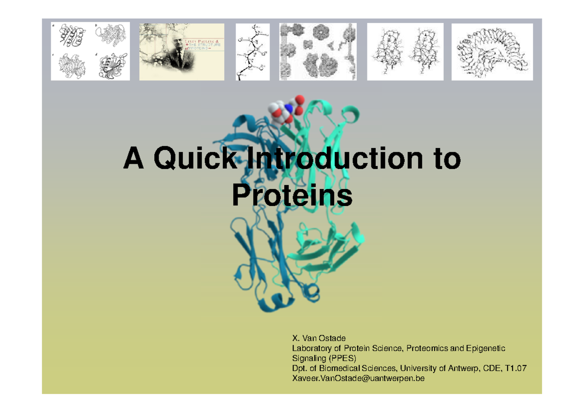 A quick introduction to Proteins - X. Van OstadeLaboratory of Protein ...