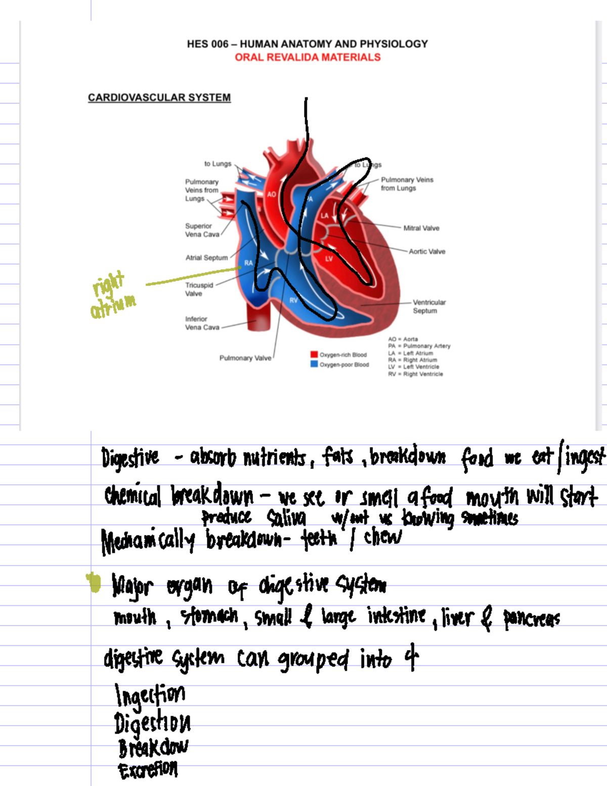 Anatomy- Physiology - Notes - Motor neuron - impulse moves from CNS to ...