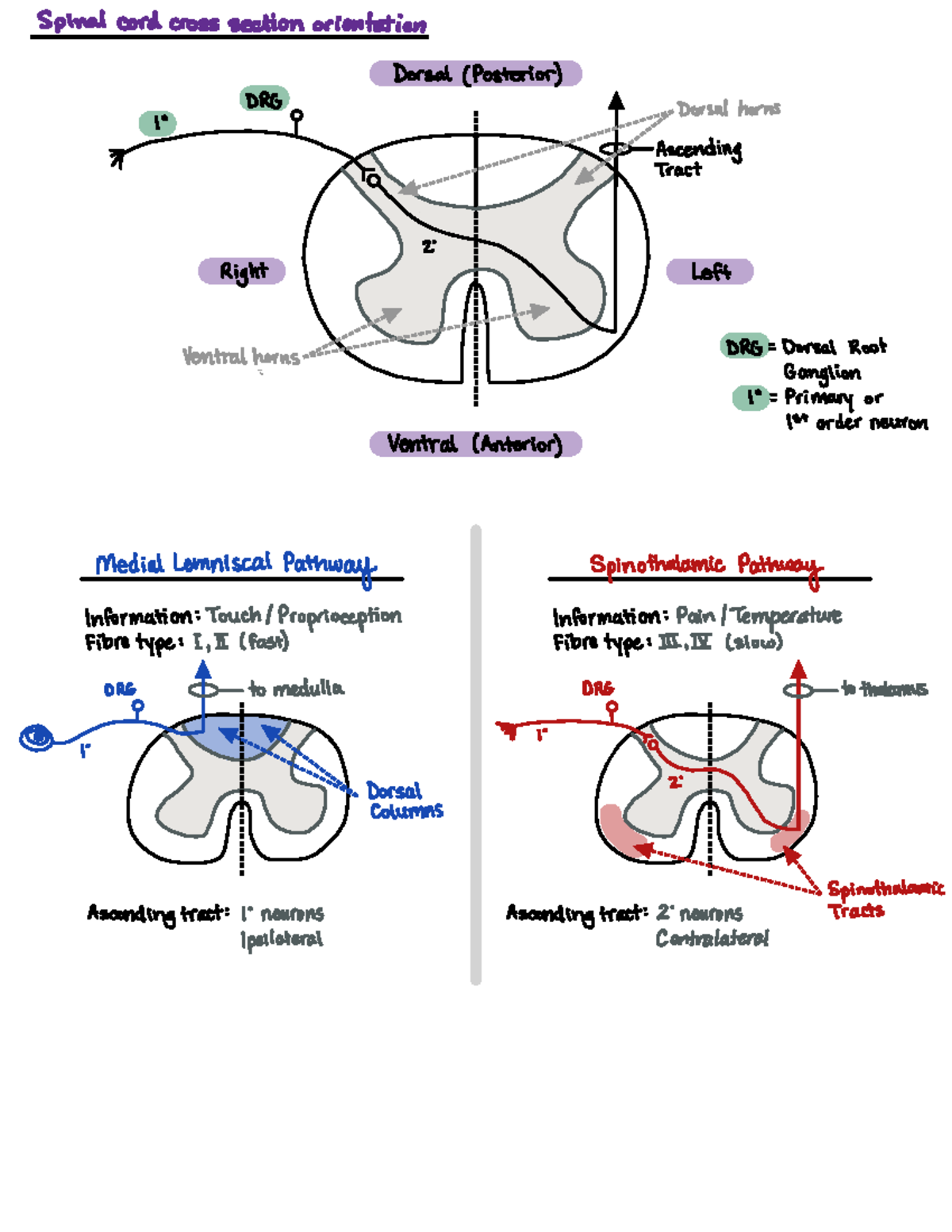 CAPS 205 Sensory & Motor Pathways - Spinal cord cross section ...