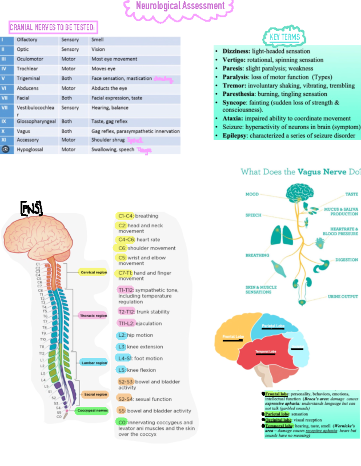 Neuro assessment Sensory functioning - Neurological Assessment CRANIAL ...