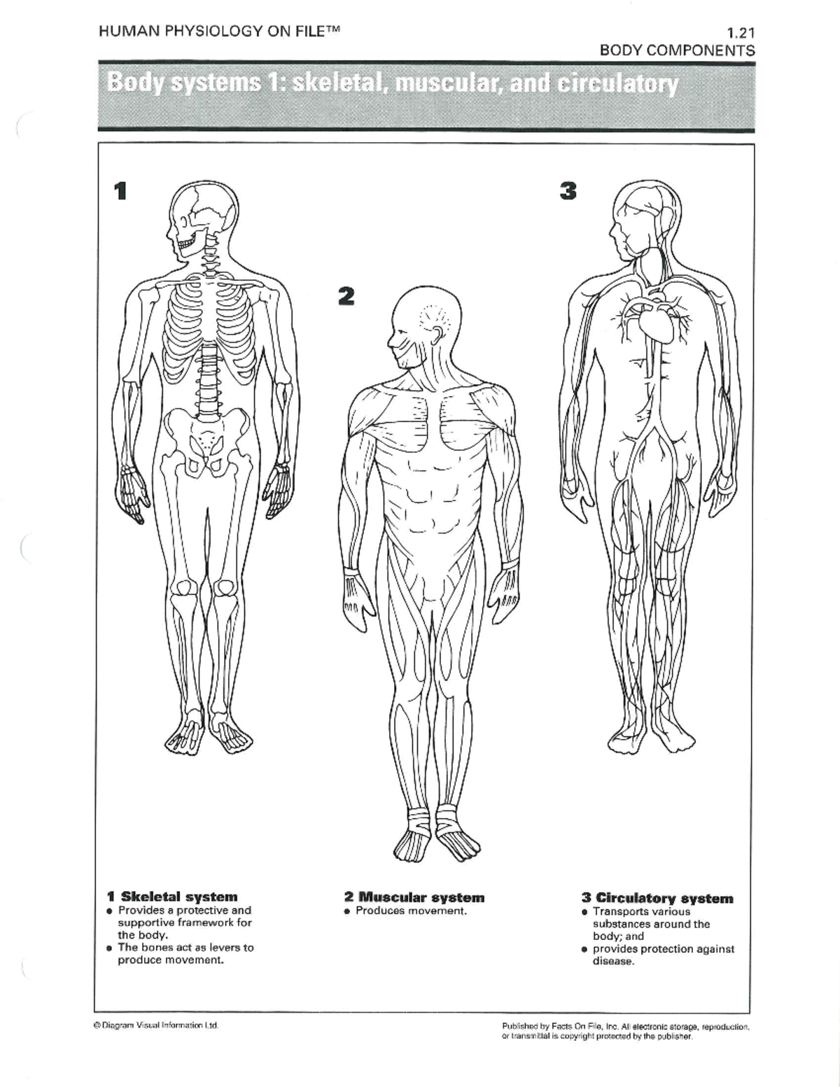 Human Body Systemplates - 1 BODY COMPONENTS PHYSIOLOGY ON HUMAN Body ...