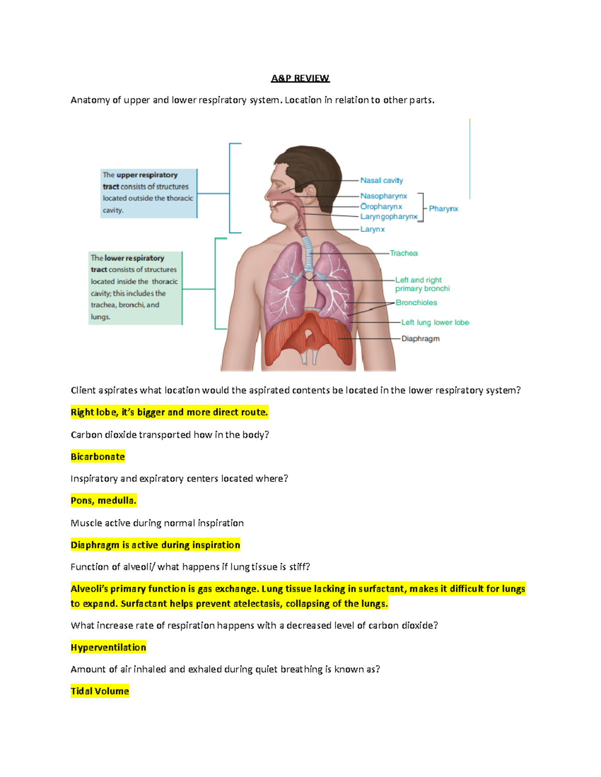A&P final review - A&P REVIEW Anatomy of upper and lower respiratory ...