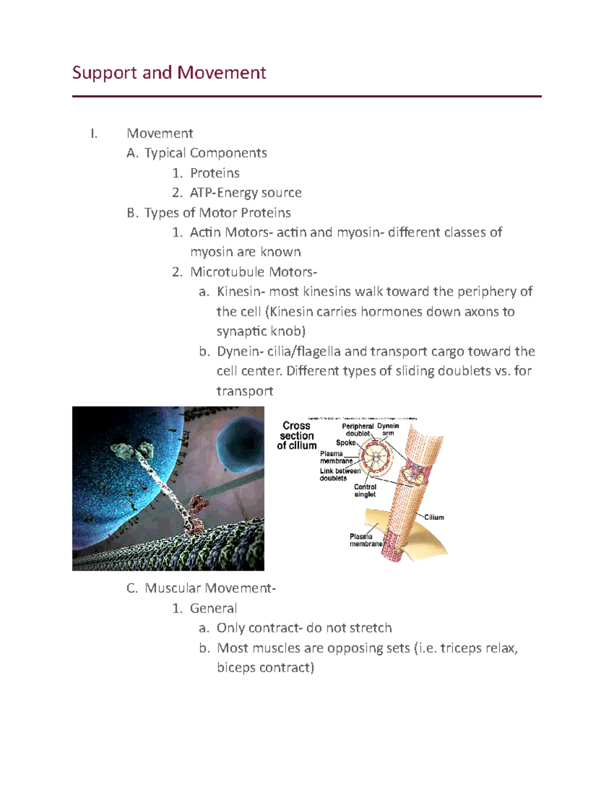 Support and Movement - Movement A. Typical Components 1. Proteins 2 ...