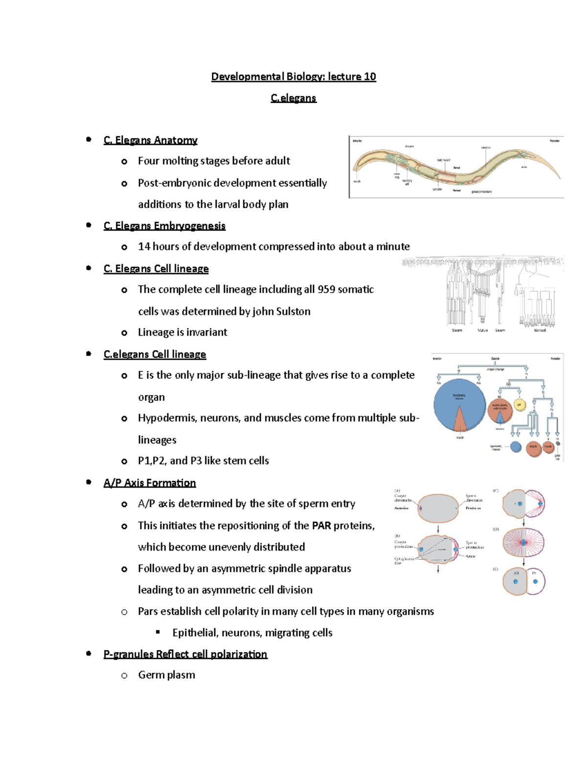 Developmental Biology lecture 10 - Elegans Anatomy o Four molting ...