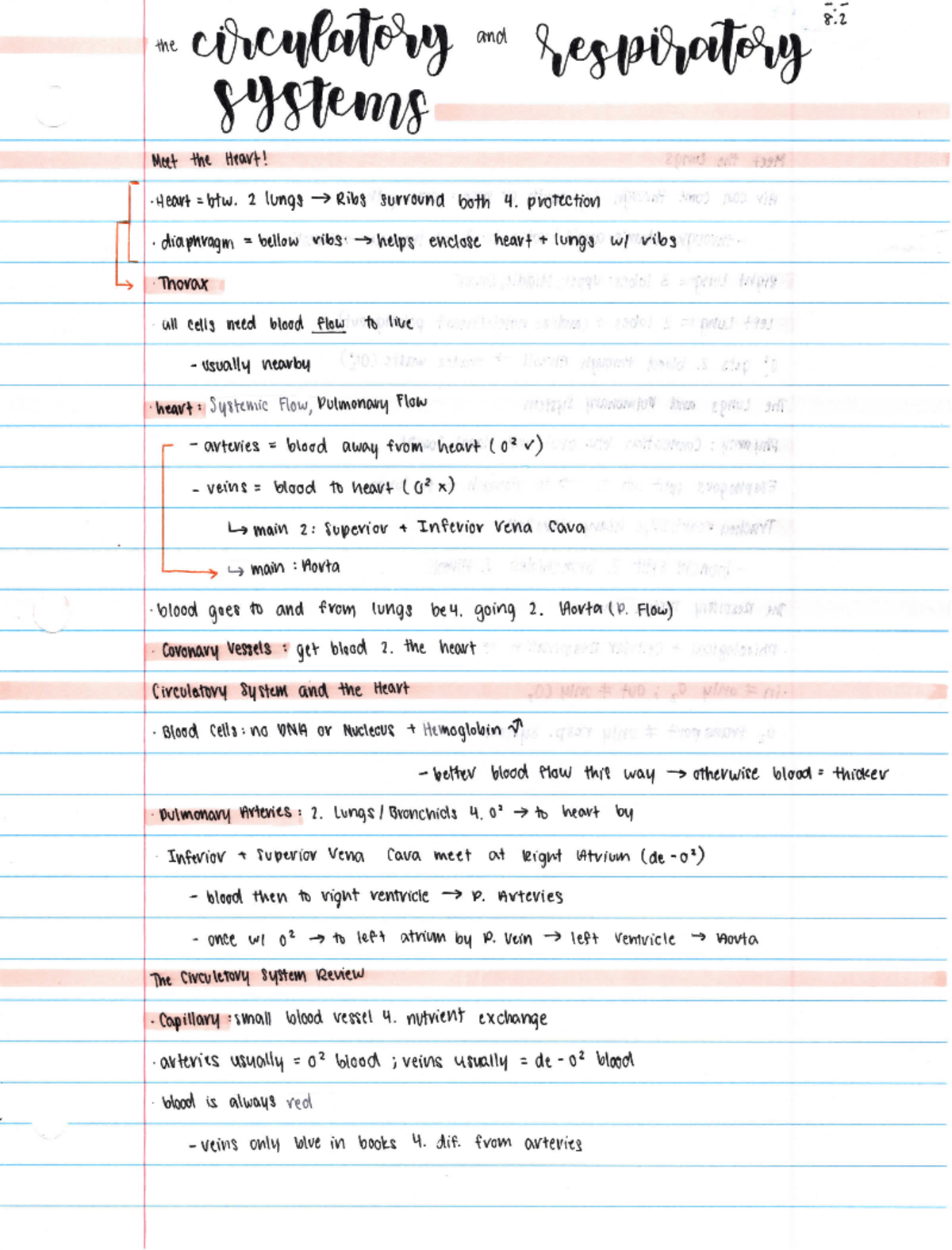 The Circulatory and Respiratory Systems - Notes - Studocu